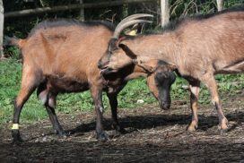 Why Do Goats Flap Their Tongues? - Goat Journal